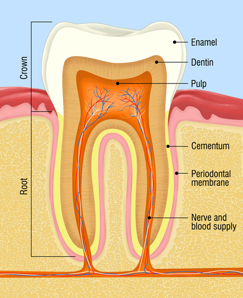 Tooth Anatomy | Mark George DDS